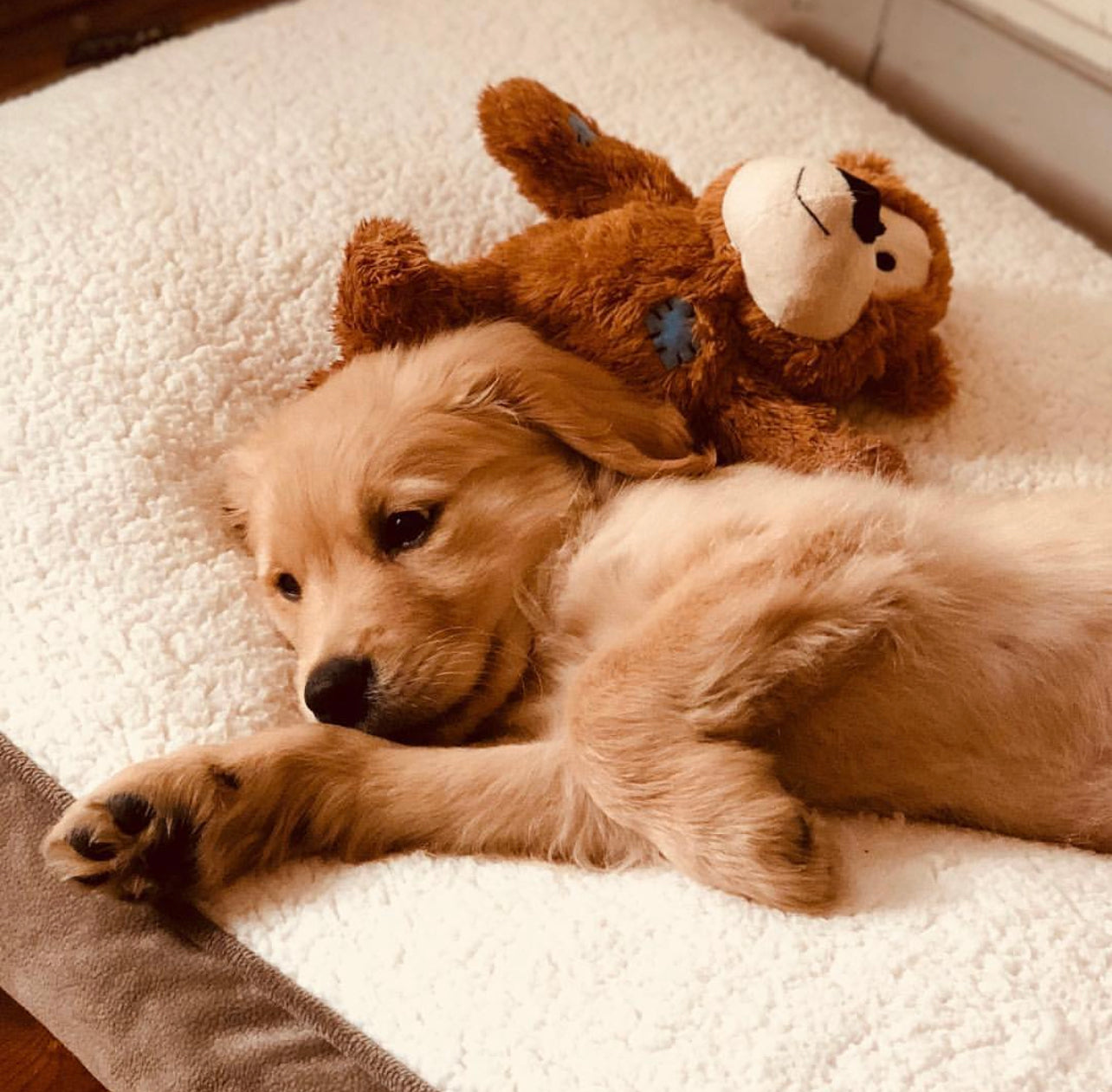 Perfect Puppy! – Woof Club Naturals