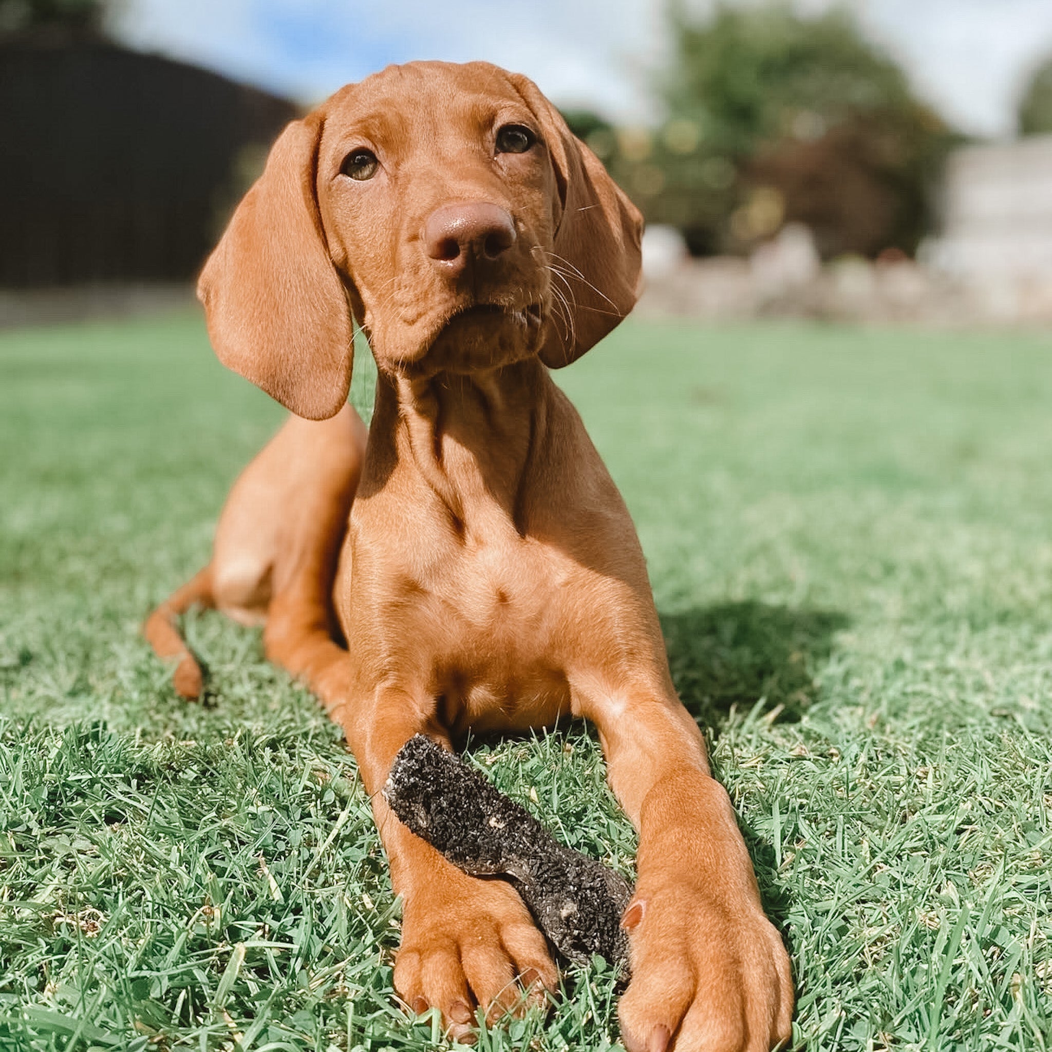 Puppy – Woof Club Naturals