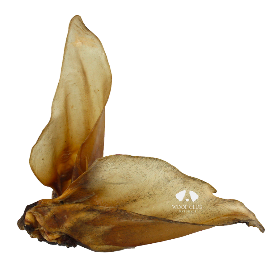 Large Buffalo Ears with Meat – Woof Club Naturals